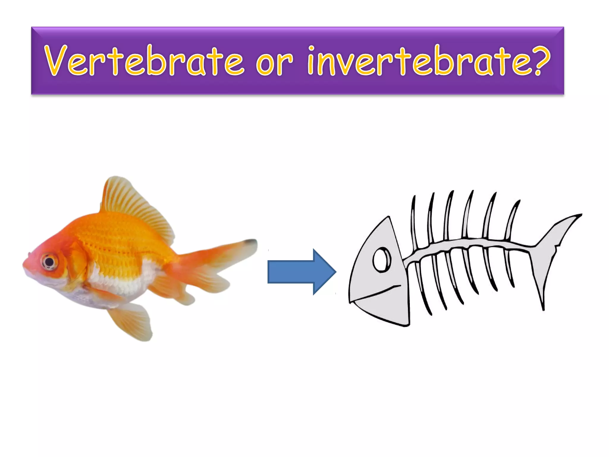 Vertebrates | PPT