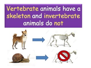 Vertebrates | PPT