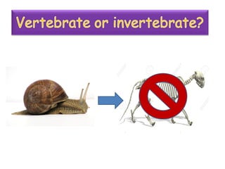Vertebrates | PPT