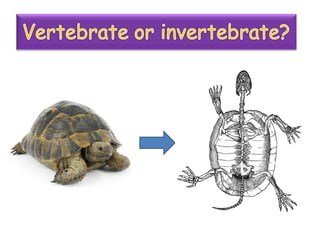 Vertebrates | PPT
