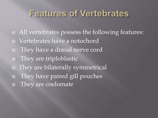 Vertebrates | PPTX