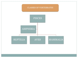 Vertebrates | PPT