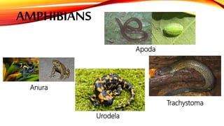 Vertebrates | PPT