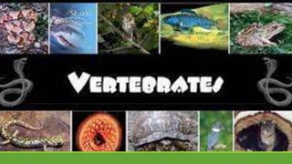 Vertebrates | PPT
