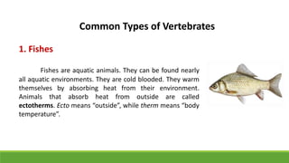 Vertebrates | PPT
