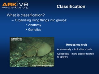 VERTEBRATES ANIMALS FOR GRADE . POWER POINT | PPT | Reptiles | Pets