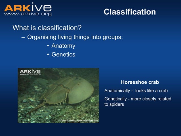 VERTEBRATES ANIMALS FOR GRADE . POWER POINT | PPT | Reptiles | Pets