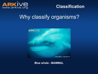 VERTEBRATES ANIMALS FOR GRADE . POWER POINT | PPT | Reptiles | Pets