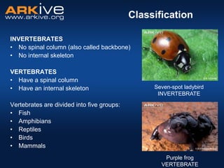 VERTEBRATES ANIMALS FOR GRADE . POWER POINT | PPT | Reptiles | Pets