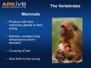 VERTEBRATES ANIMALS FOR GRADE . POWER POINT | PPT | Reptiles | Pets