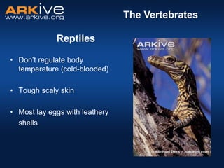 VERTEBRATES ANIMALS FOR GRADE . POWER POINT | PPT | Reptiles | Pets