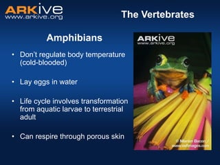 VERTEBRATES ANIMALS FOR GRADE . POWER POINT | PPT | Reptiles | Pets