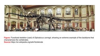 VERTEBRATES.pptx by Sarah Ashfaq botanist and mycologist | PPT