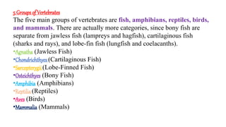 VERTEBRATES.pptx by Sarah Ashfaq botanist and mycologist | PPT