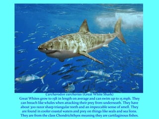 Class Chondrichthyes Carcharodon
