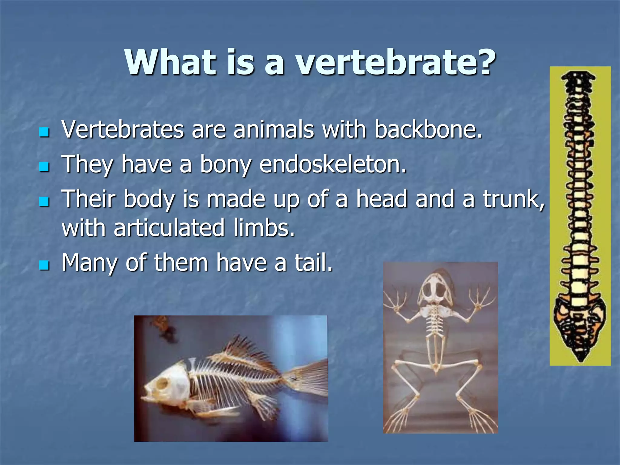 Vertebrates2 | PDF