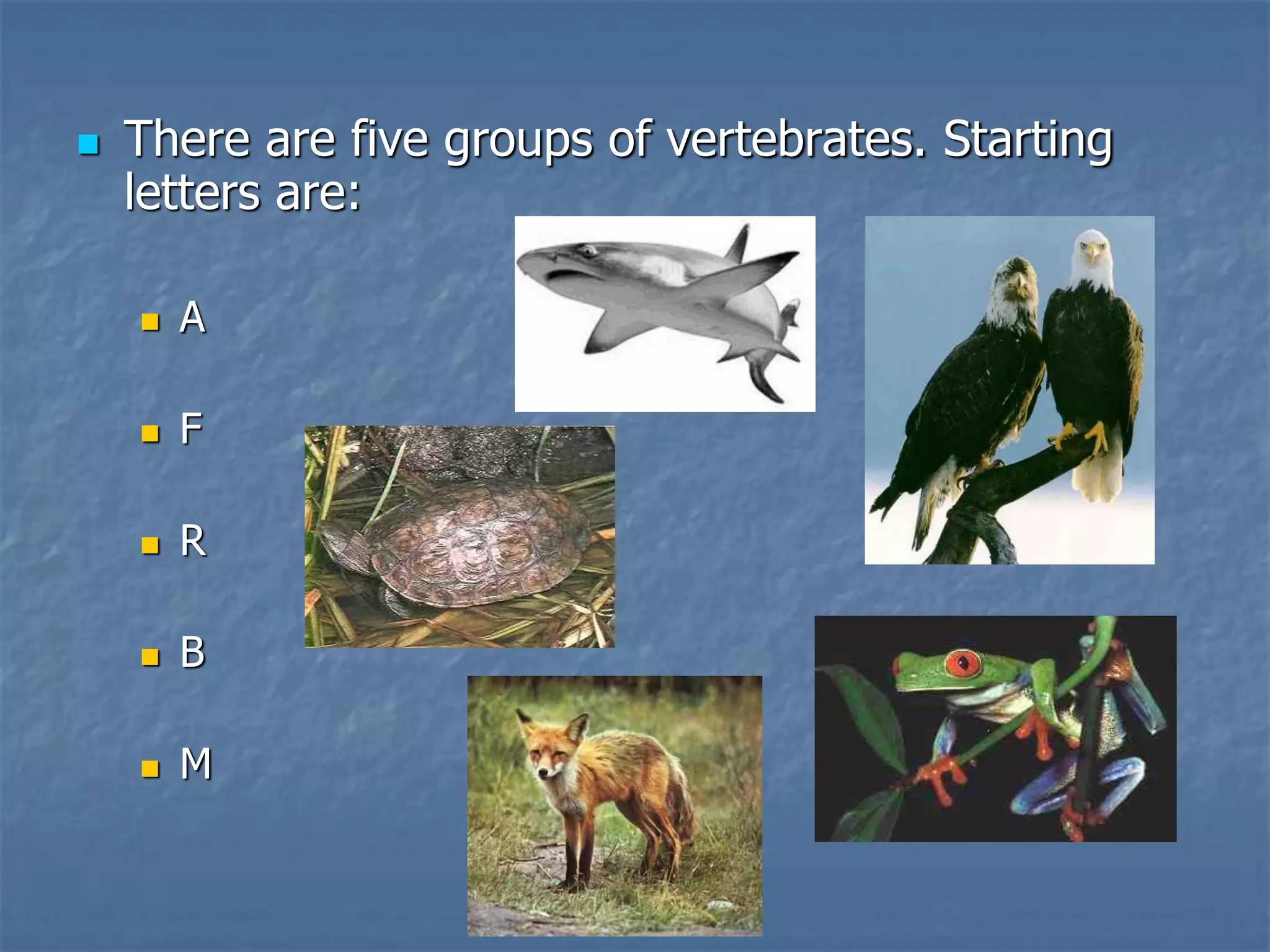 Vertebrates2 | PDF
