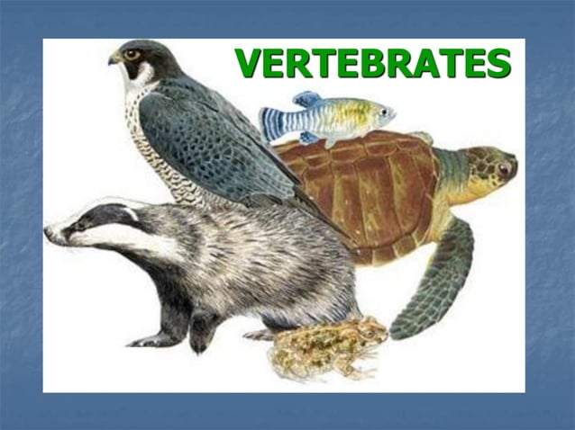 Vertebrates2 | PDF