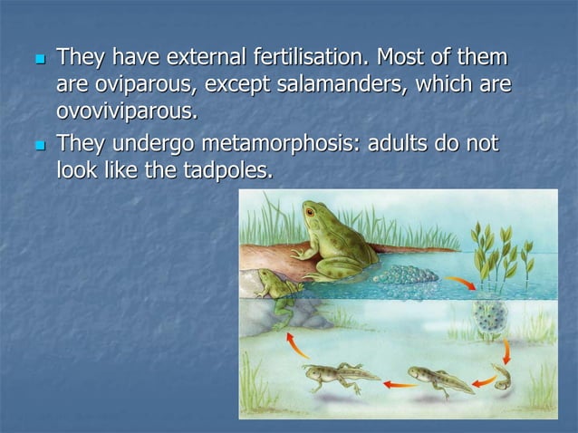 Vertebrates2 | PDF