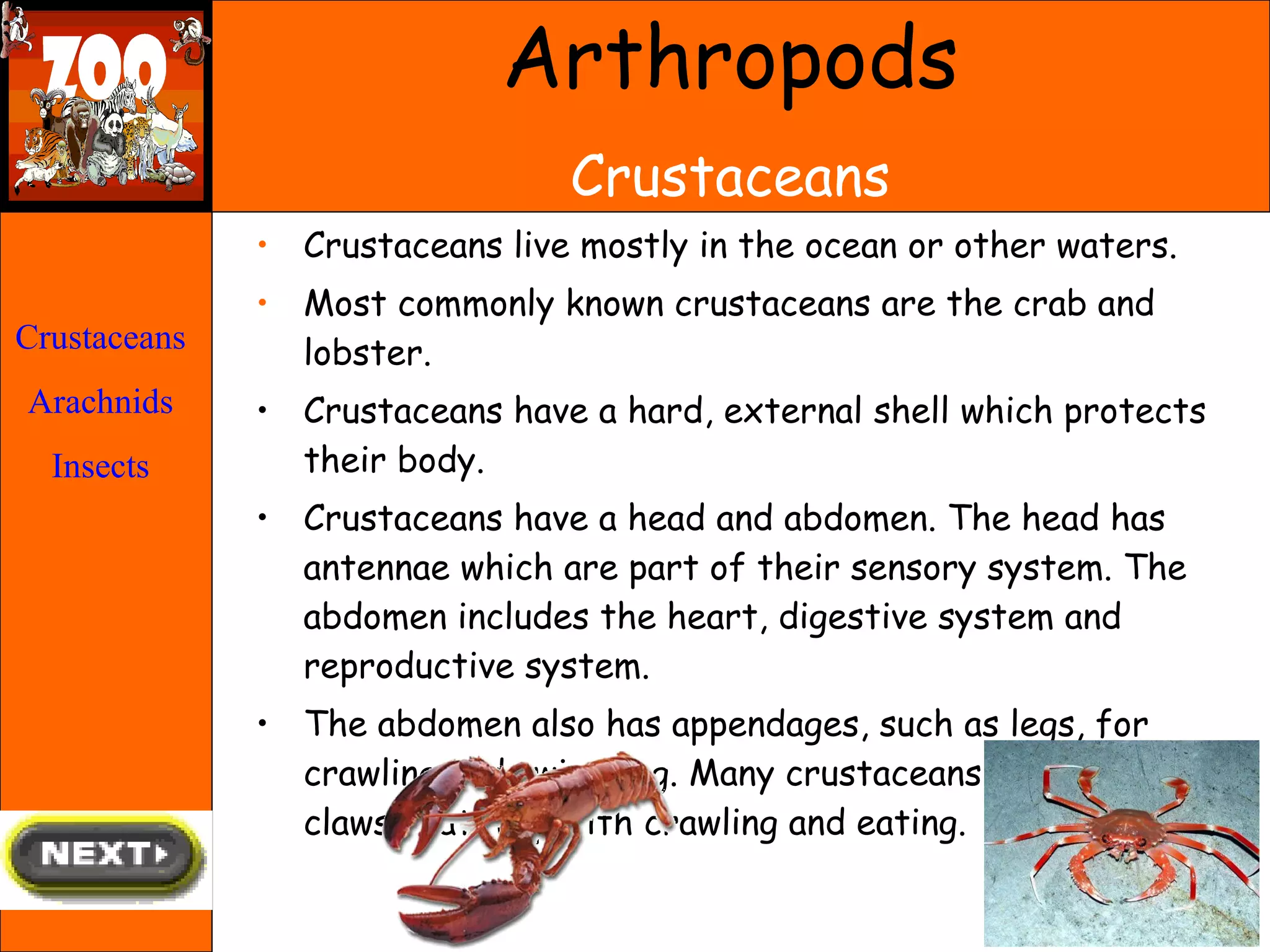 Vertebrates and Invertebrates | PPT