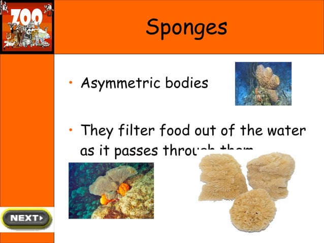 Vertebrates and Invertebrates | PPT