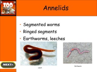 Vertebrates and Invertebrates | PPT