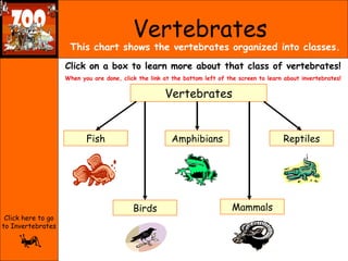 Invertebrates And Vertebrates Chart