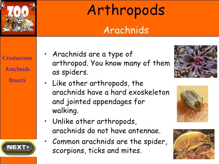 Insects Vs Arthropods