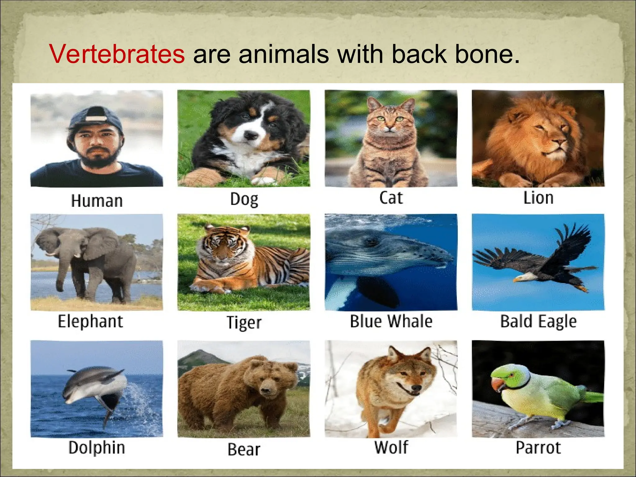Grade 6 - Vertebrates and Invertebrates | PPT