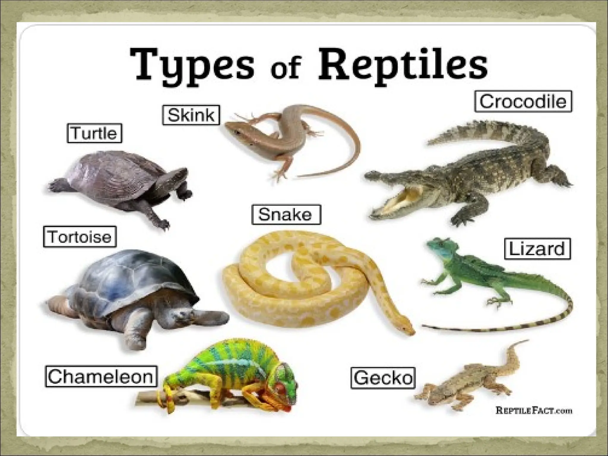 Grade 6 - Vertebrates and Invertebrates | PPT
