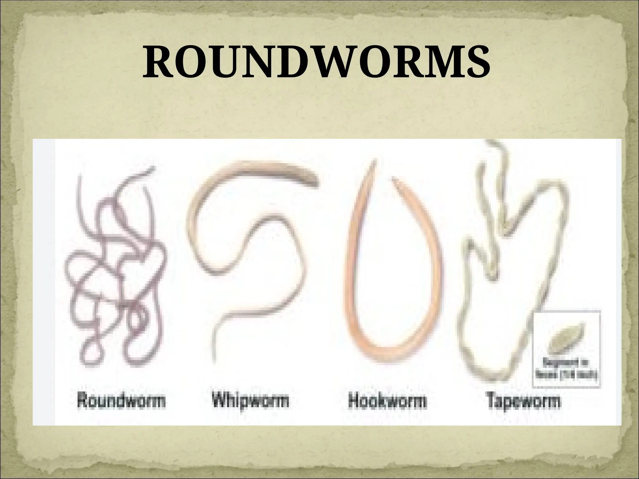 Grade 6 - Vertebrates and Invertebrates | PPT