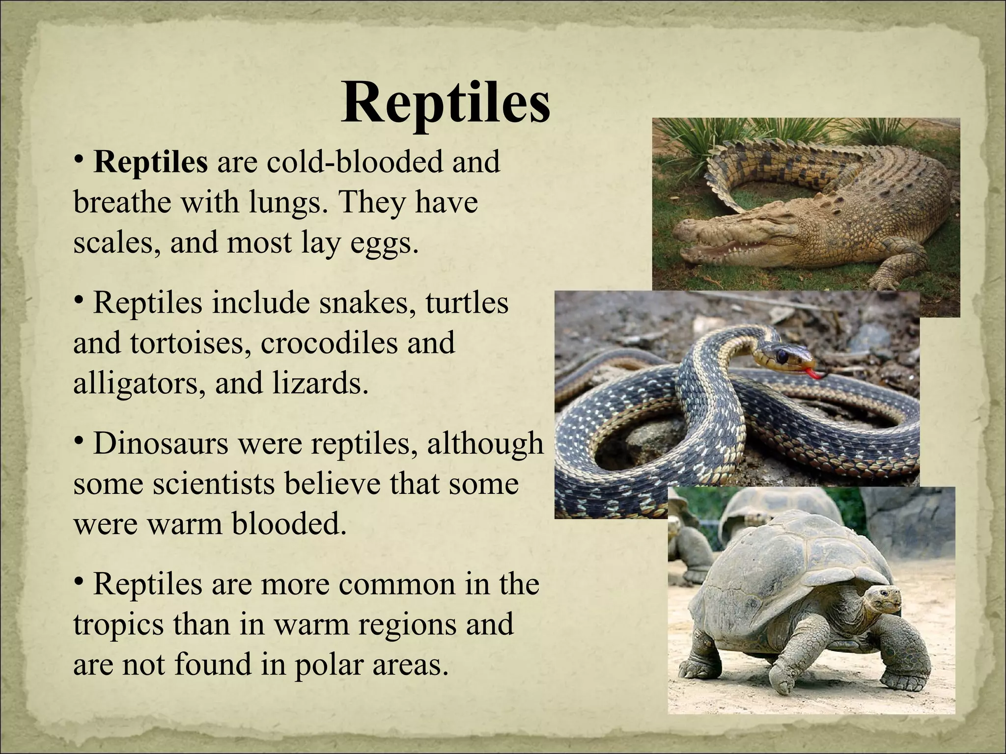 Vertebrates and invertebrates | PPT