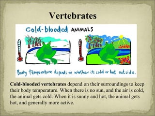 Vertebrates and invertebrates | PPT