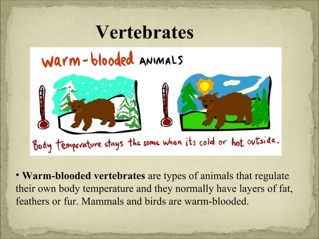 Vertebrates and invertebrates | PPT