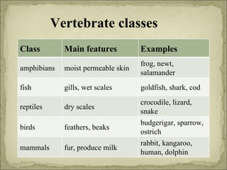 Vertebrates and invertebrates | PPT