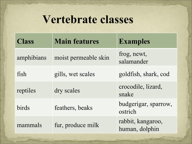 Vertebrates and invertebrates | PPT