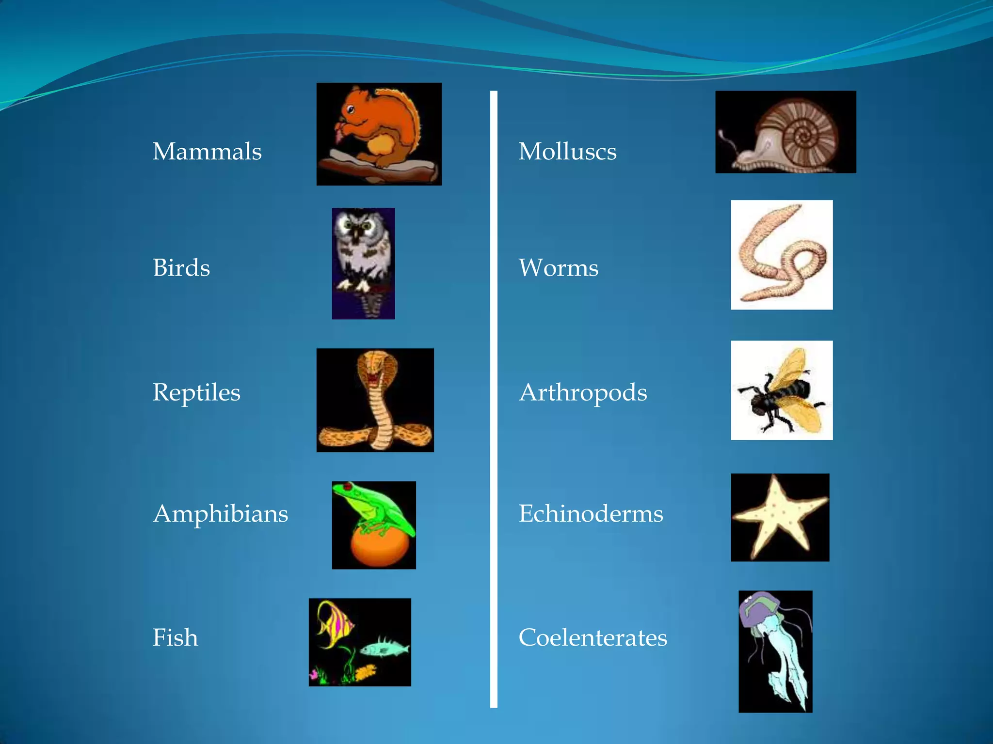 Vertebrates and invertebrates | PPTX
