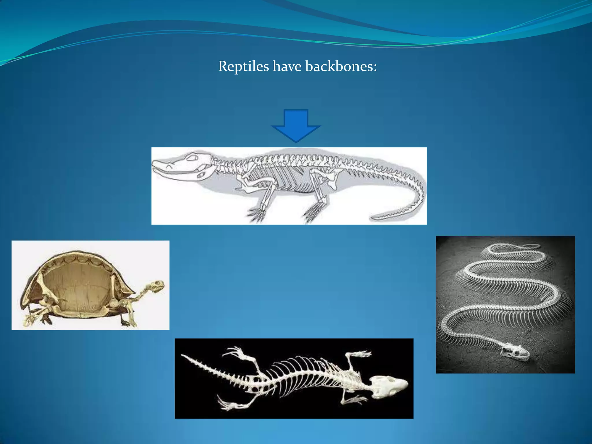 Vertebrates and invertebrates | PPTX