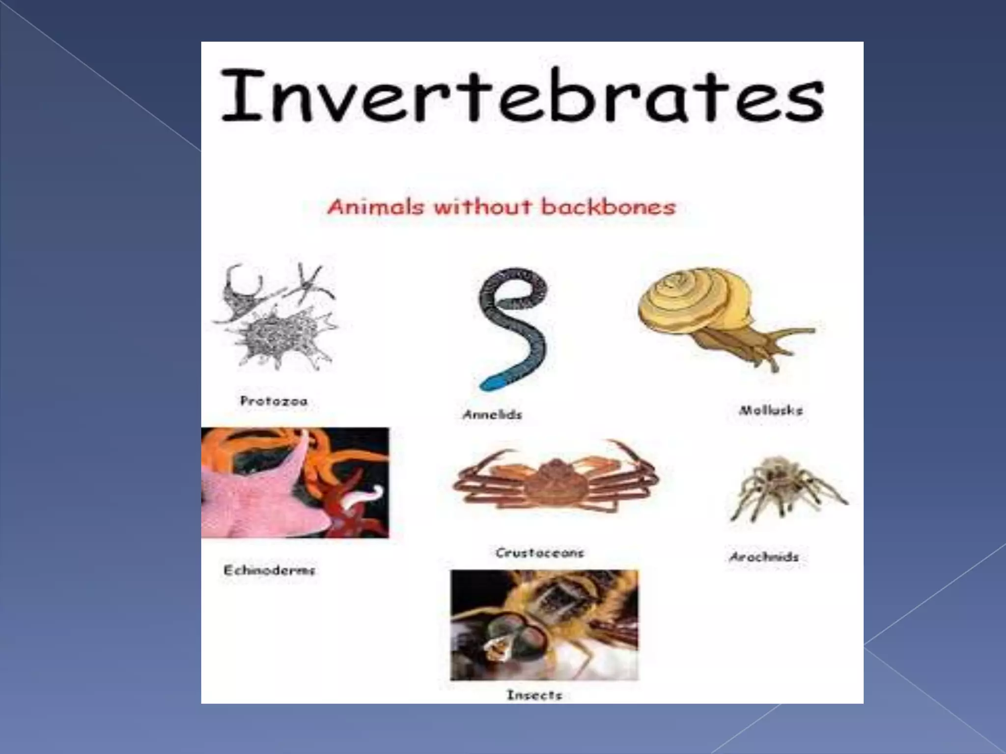 Vertebrates and invertebrates | PPT