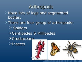 Vertebrates and invertebrates | PPT