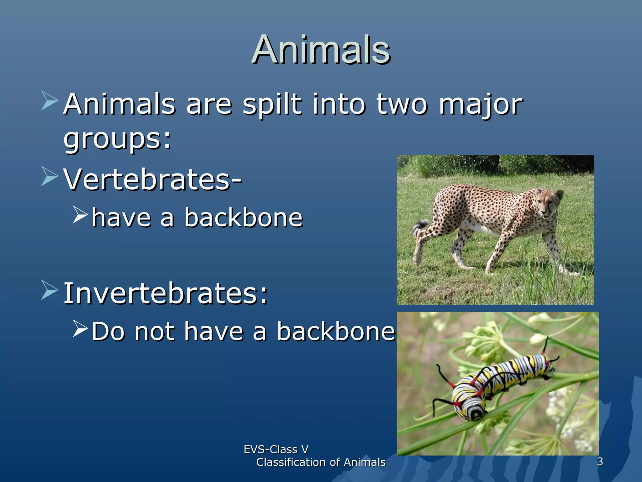 Vertebrates and invertebrates | PPT