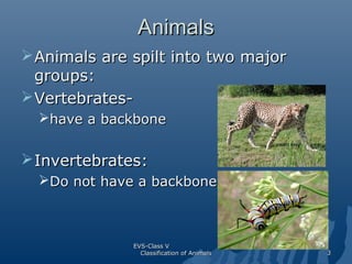 Vertebrates and invertebrates | PPT