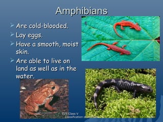 Vertebrates and invertebrates | PPT