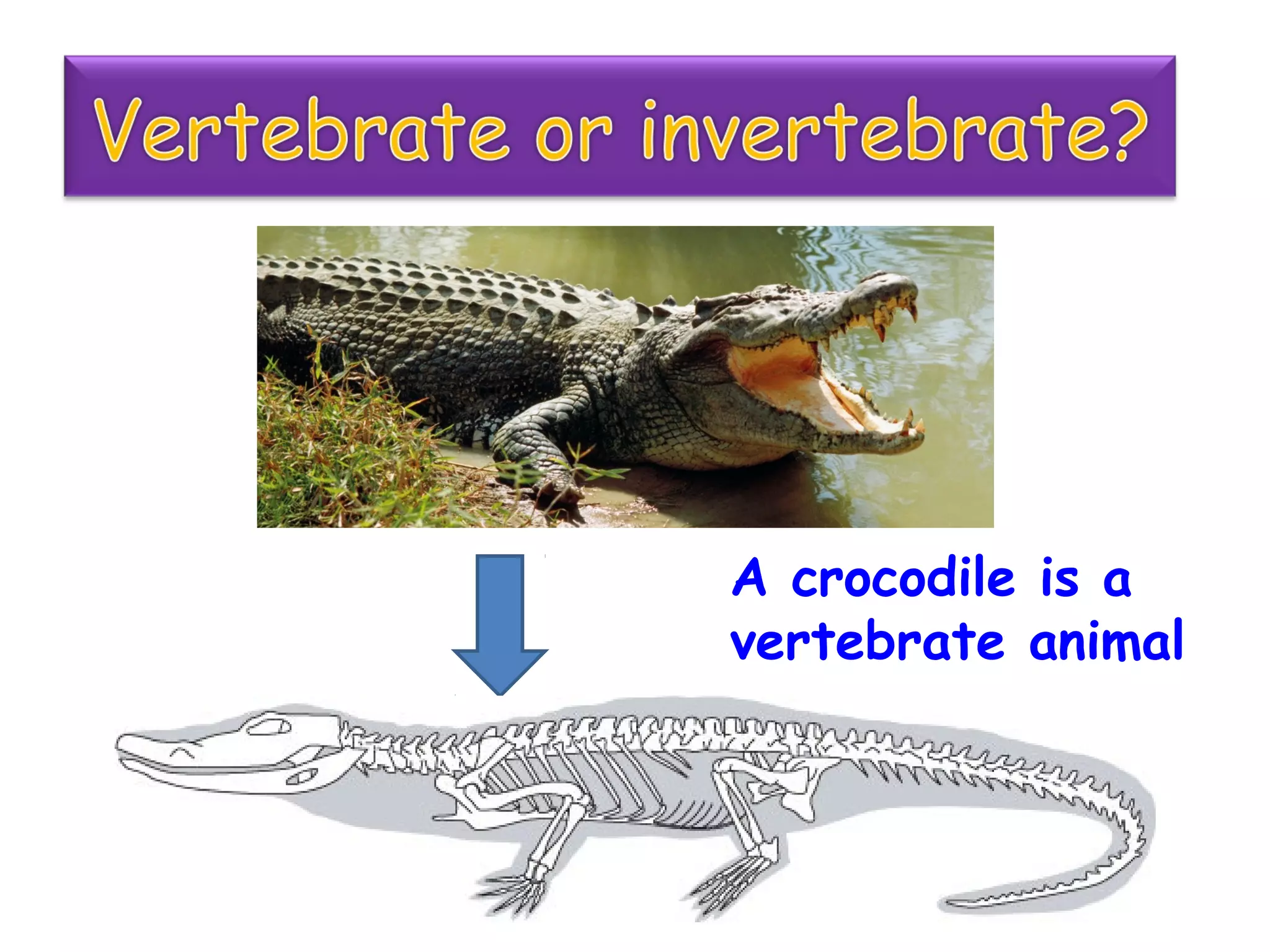 Vertebrates and invertebrates | PPT