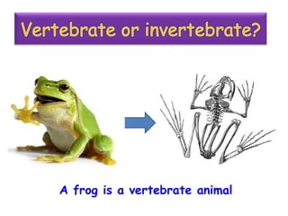 Vertebrates and invertebrates | PPT