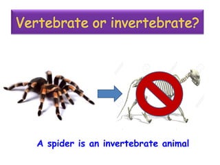 Vertebrates and invertebrates | PPT
