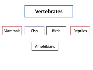Vertebrates and invertebrates | PPT | Free Download