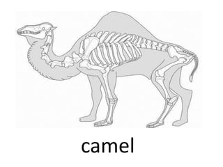 Vertebrates and invertebrates | PPTX