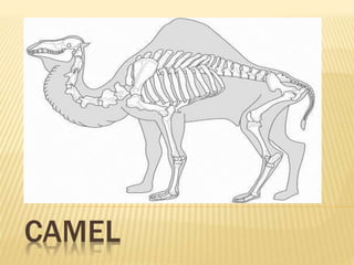 Vertebrates and invertebrates | PPTX