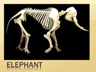Vertebrates and invertebrates | PPTX